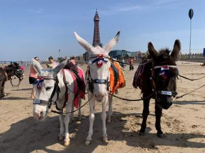 Blackpool Donkeys